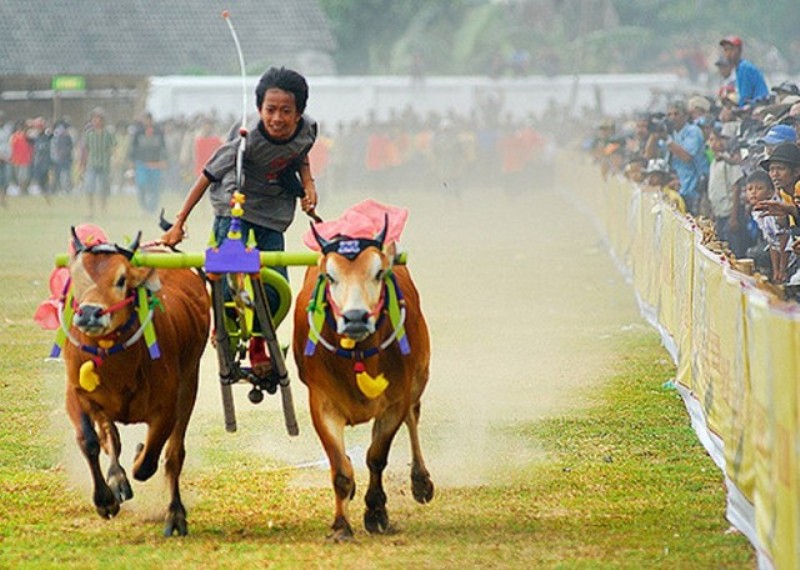 Karapan Sapi : Bull Races in Madura - Hello Indonesia