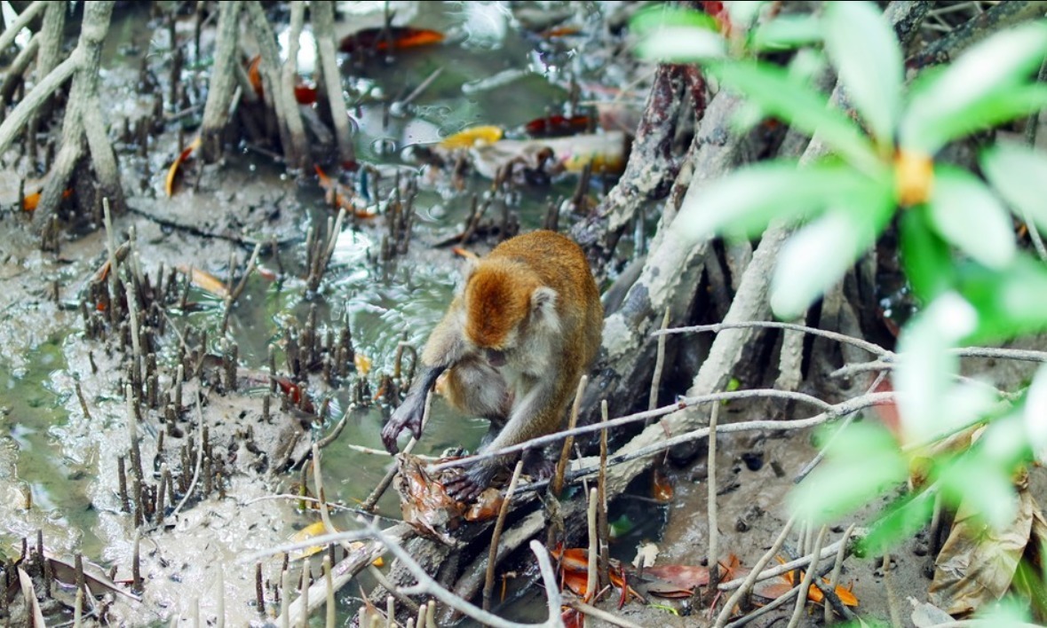 Melihat Aksi Lincah Bekantan di Hutan Wisata Mangrove Tarakan - Hello ...