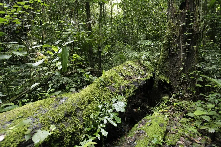 Kekayaan Alam Di Taman Nasional Manusela - Hello Indonesia